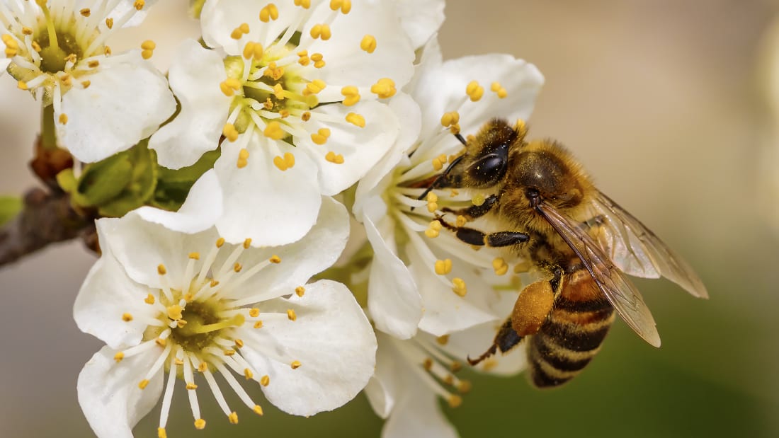Honey Bees Can Understand the Concept of Zero