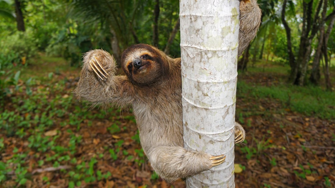 Why Pooping Can Be A Life Threatening Experience For A Sloth why-pooping-can-be-a-life-threatening-experience-for-a-sloth