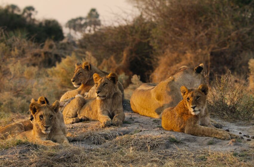 Who narrates the Predators docuseries on Netflix?