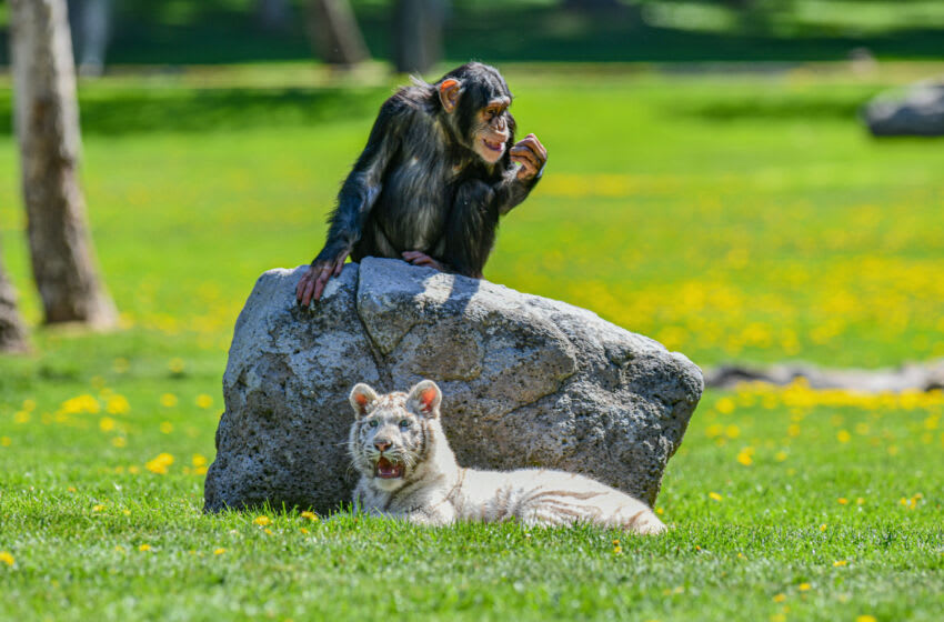 Wildlife population drastically plummets in the last half century