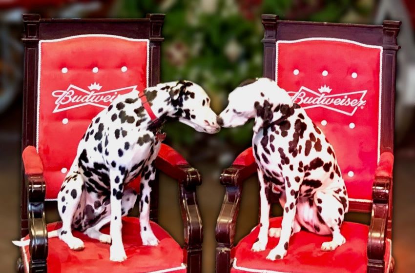 National Pet Day is the perfect time to give thanks for our new work ...