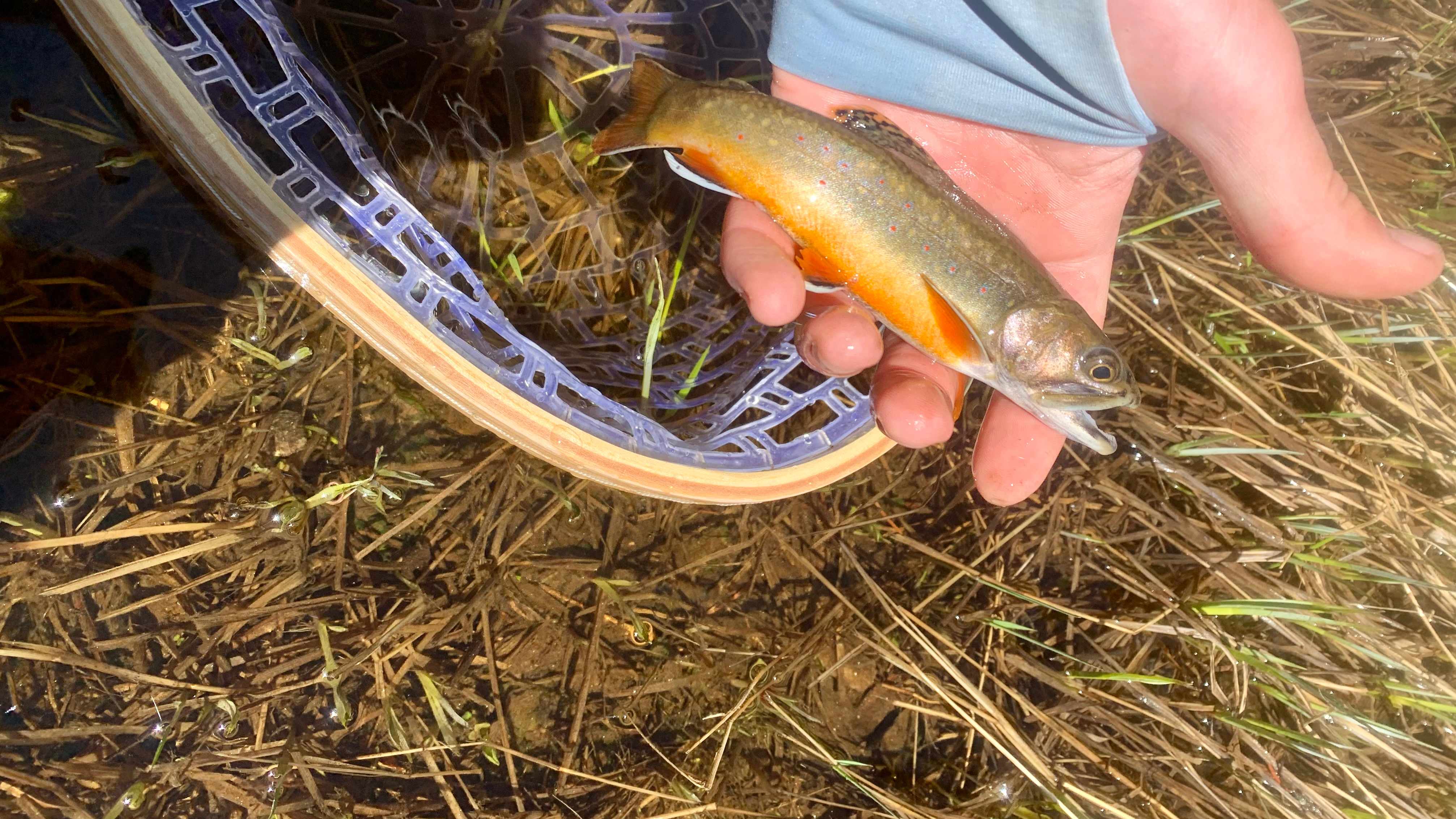 brook trout tips