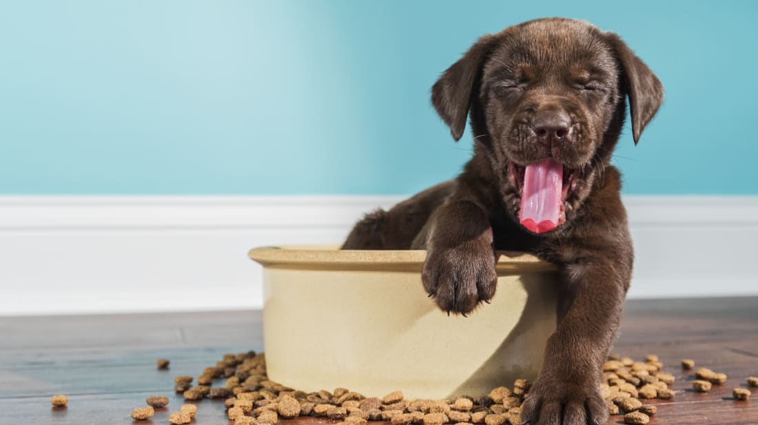 8 of the Best Dog Food Brands to Give Your Canine, According to Experts
