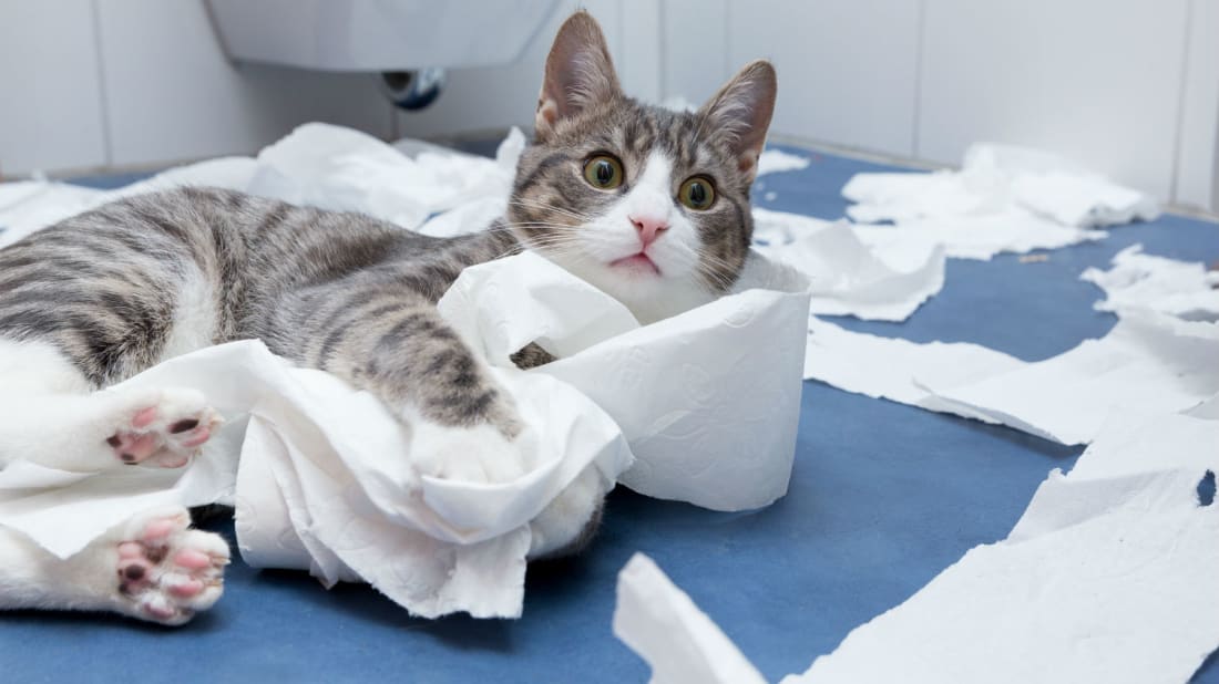 Why Do Cats Freak Out After Pooping?
