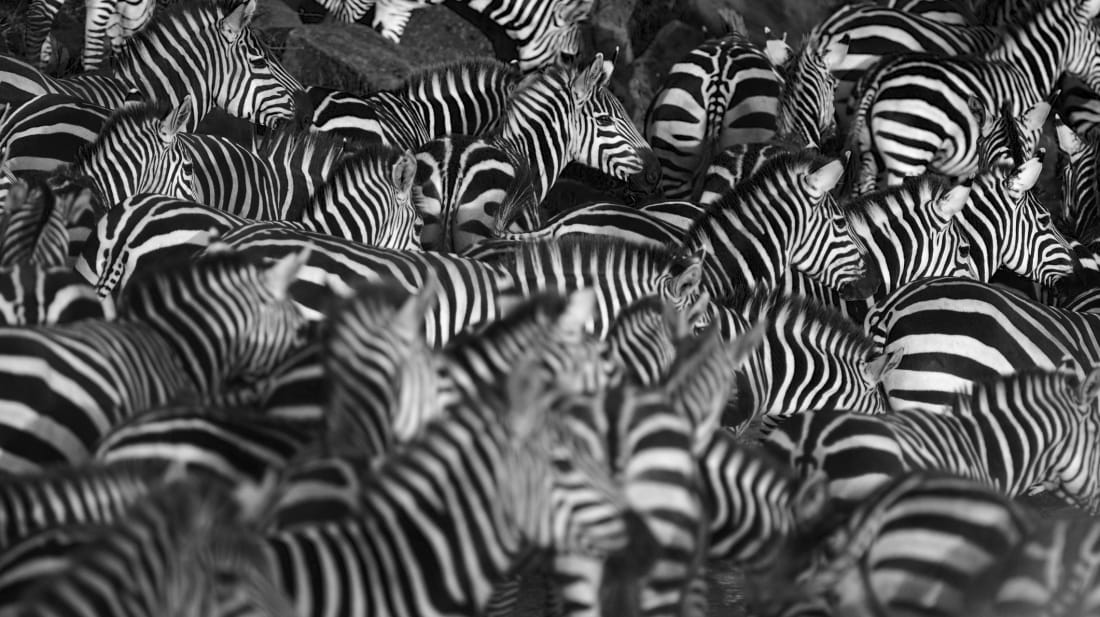 50 Collective Nouns for Groups of Animals