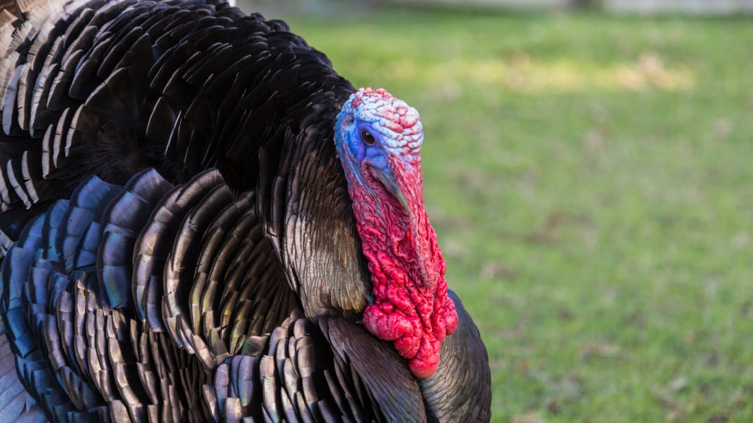 What's That Thing That Hangs Off a Turkey’s Face?