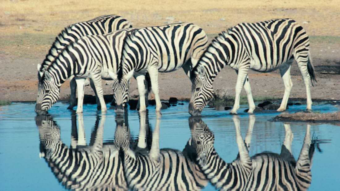 Why Do Zebras Have Stripes?