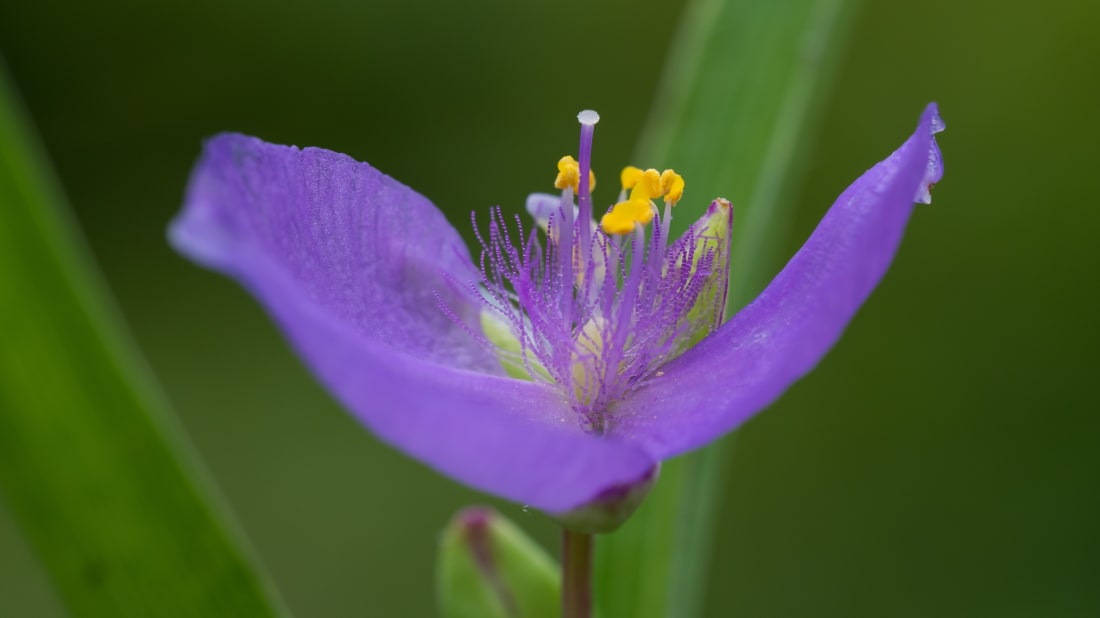 Interactive Version of a Classic Color Manual Used By Charles Darwin Is ...