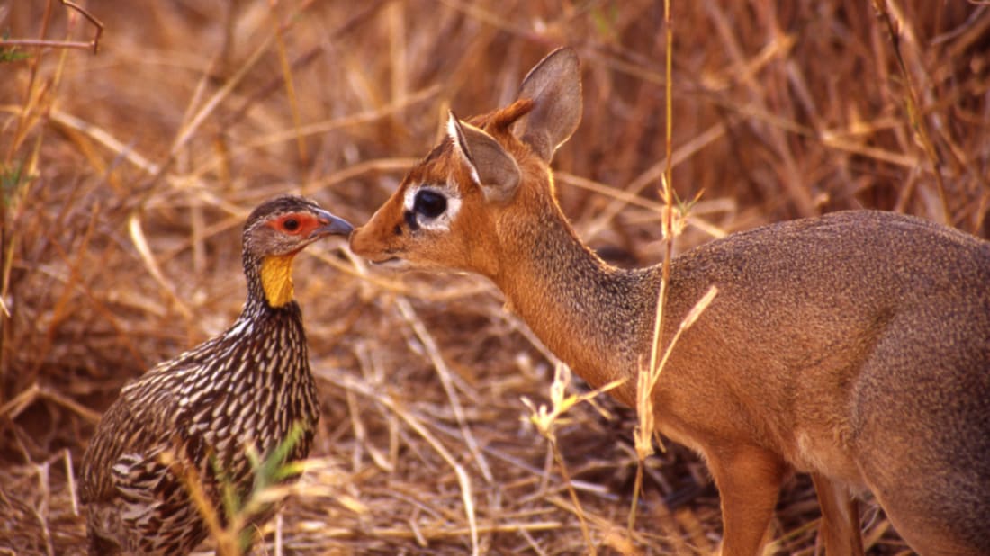 9 Fun Facts About the Dik-Dik