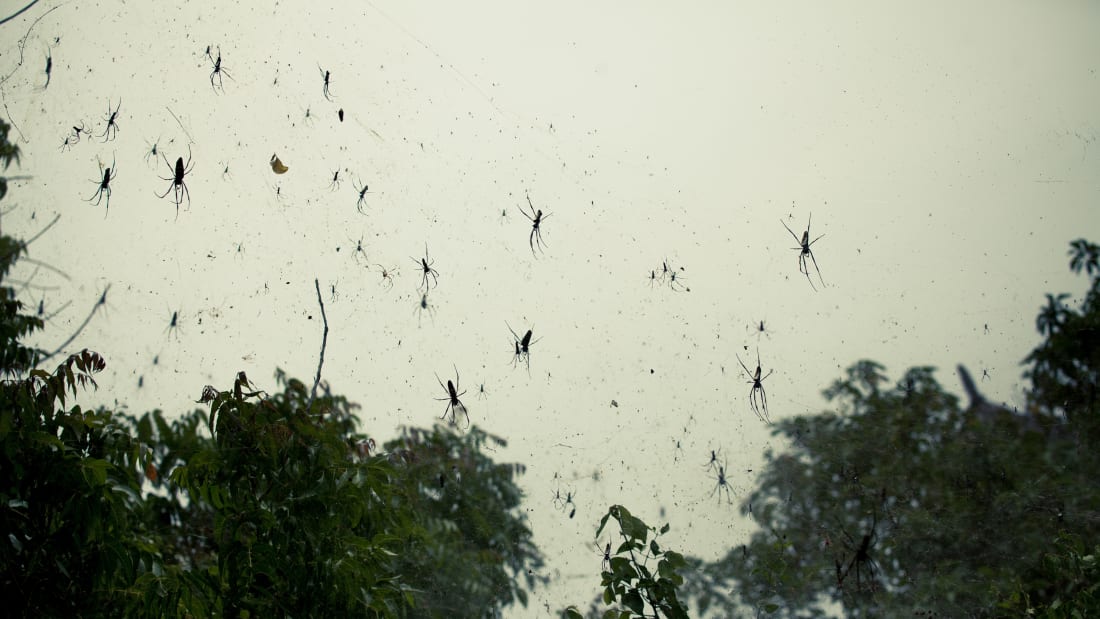 It 'Rained' Spiders in Brazil Last Week—and You Can Watch It If You Dare