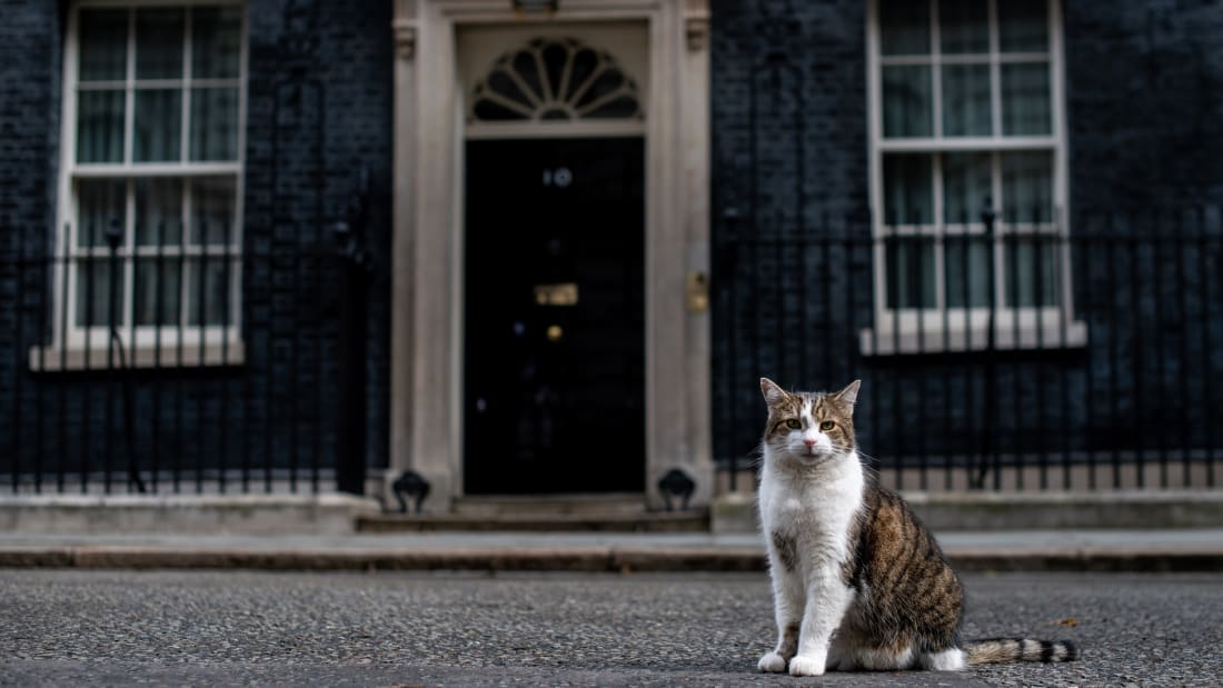 5 Facts About Larry the Cat, the UK’s Chief Mouser