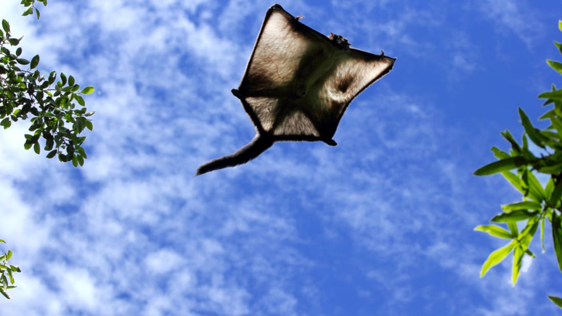 Humongous, Chihuahua-Sized Species of Flying Squirrel Has Been ...