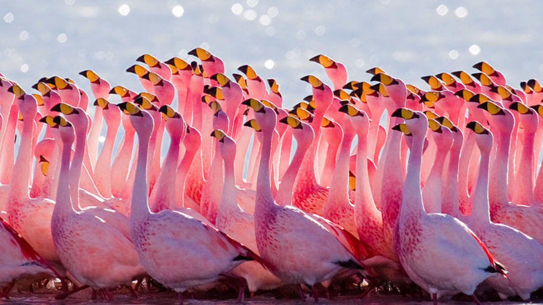 15 Fascinating Flamingo Facts