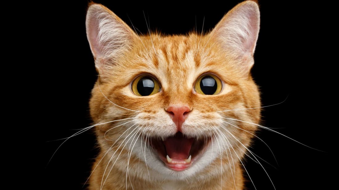 You Can Now Turn Your Cat’s Adorable Face Into a Slightly Terrifying ...