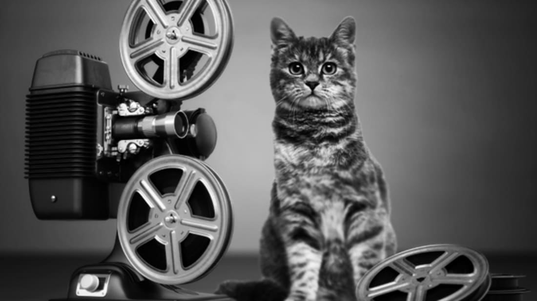 6 Cats Who Made a Mark on the Silver Screen