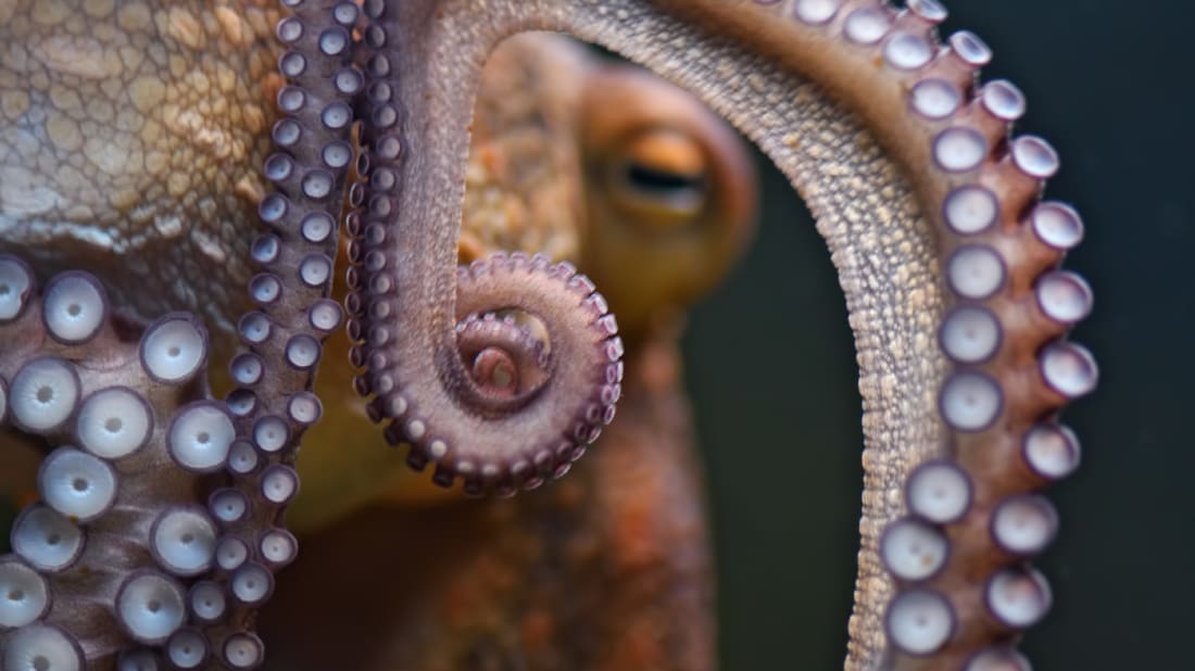 On a Limb: How an Octopus Regrows Its Arms