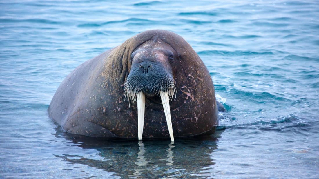 A Walrus Was Spotted In Ireland for the Very First Time After Falling ...