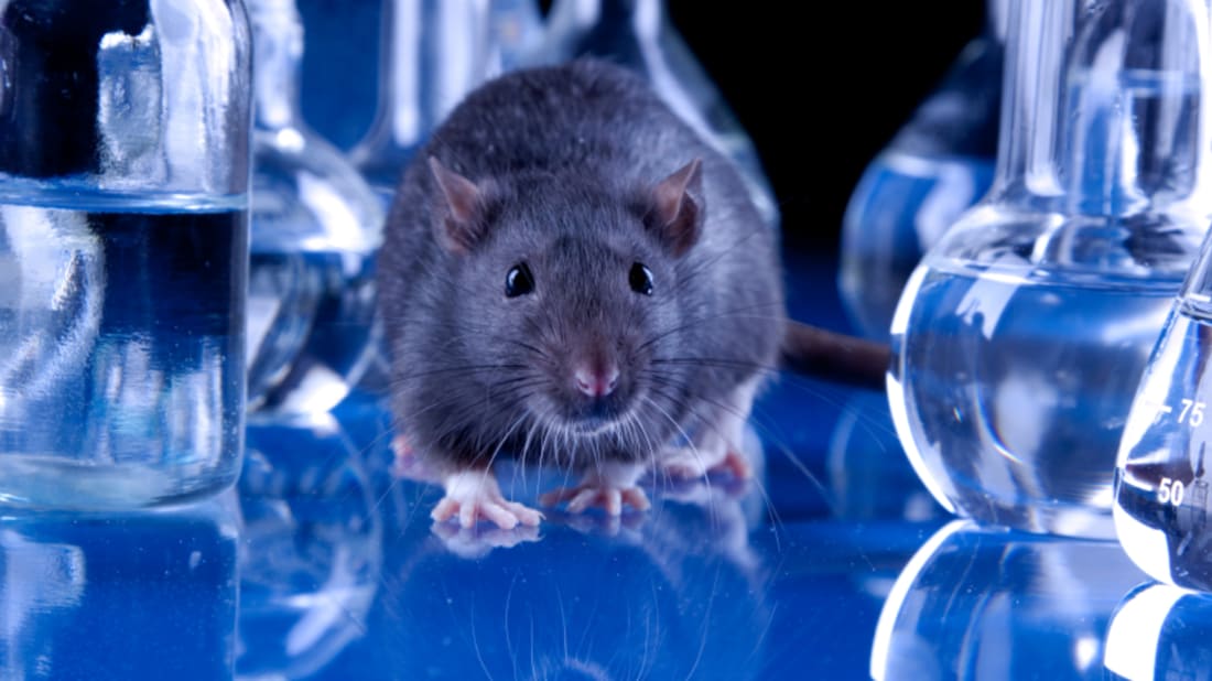 Rats Save Drowning Pals, Skip the Chocolate