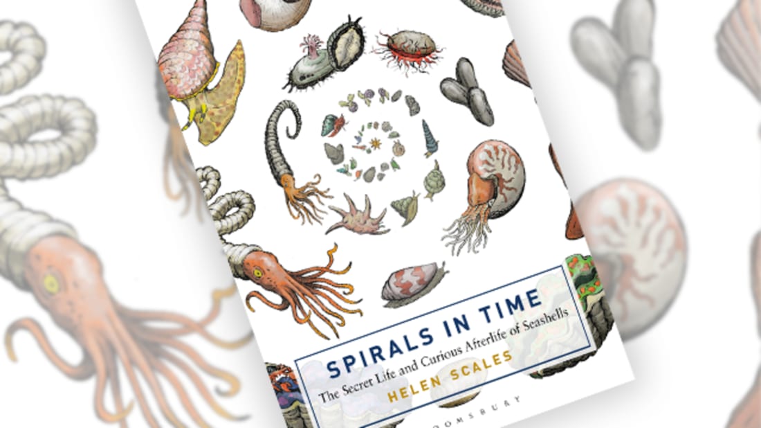 8 Fascinating Facts About Seashells