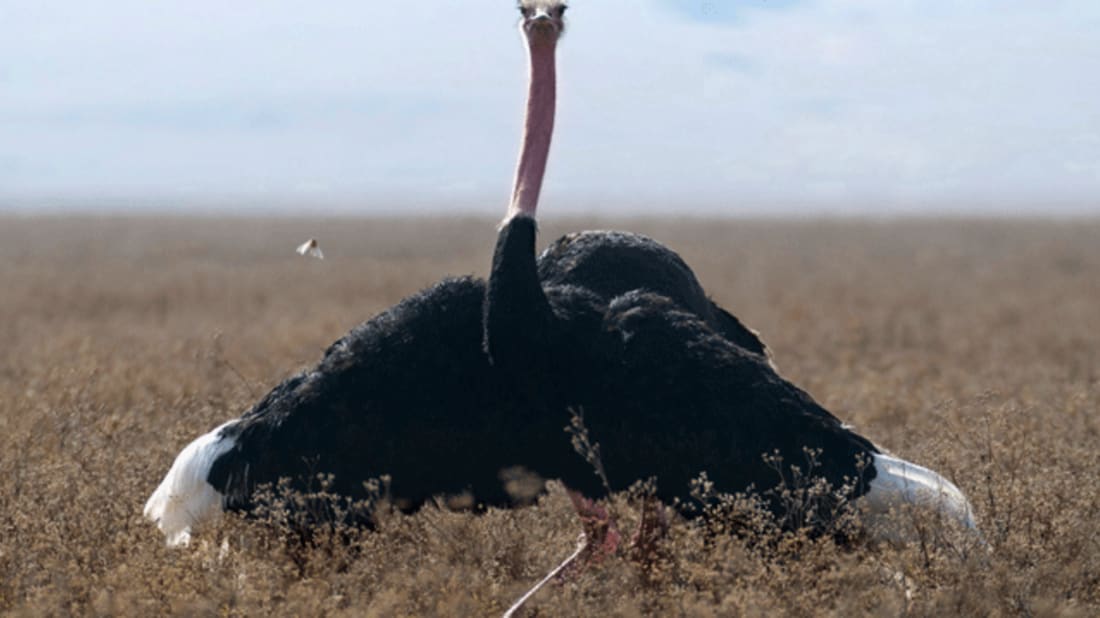 14 Fascinating Facts About Ostriches