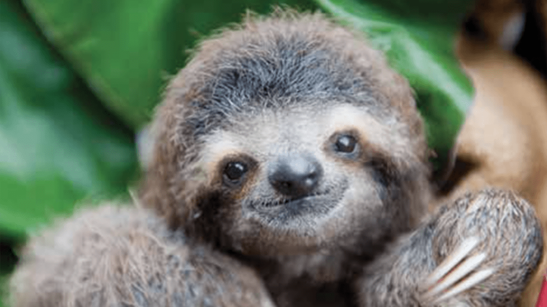 RIP Monster, the Beloved Sloth Who Inspired a Scientist