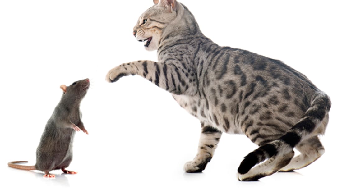 Chicago's Secret Weapon Against Rats: Feral Cats