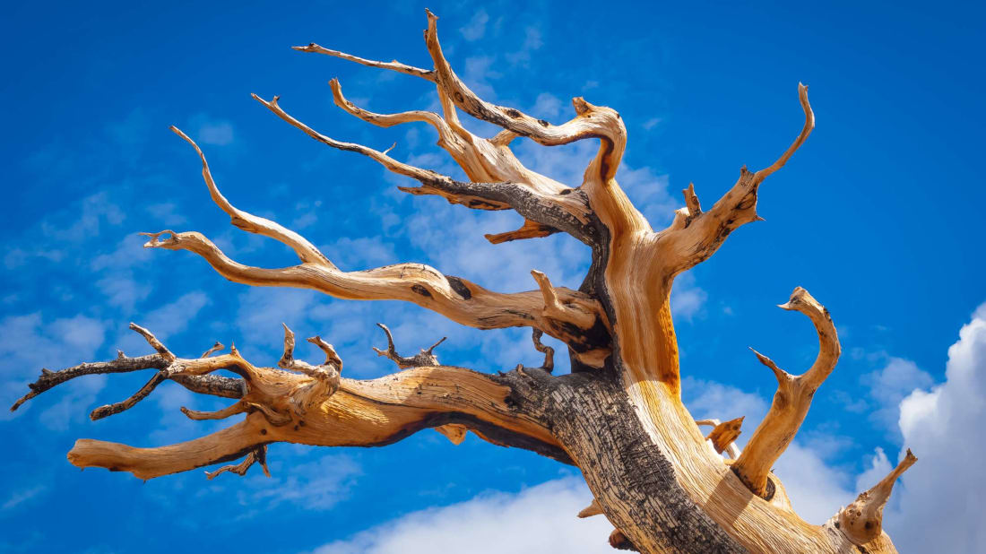 6 of the Oldest Trees in the World