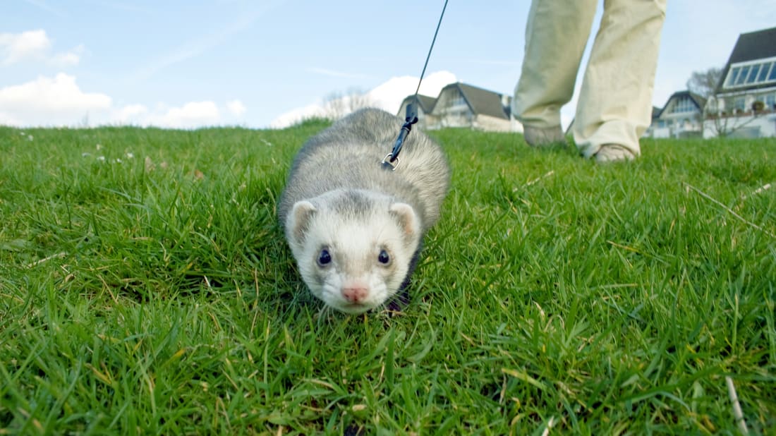 13 Fun Facts About Ferrets
