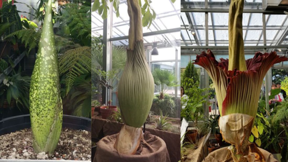 Watch the Rare Bloom of a Corpse Flower