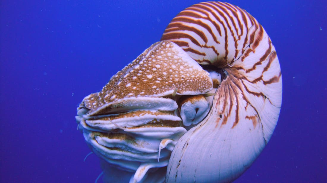 10 Chambered Facts About Nautiluses
