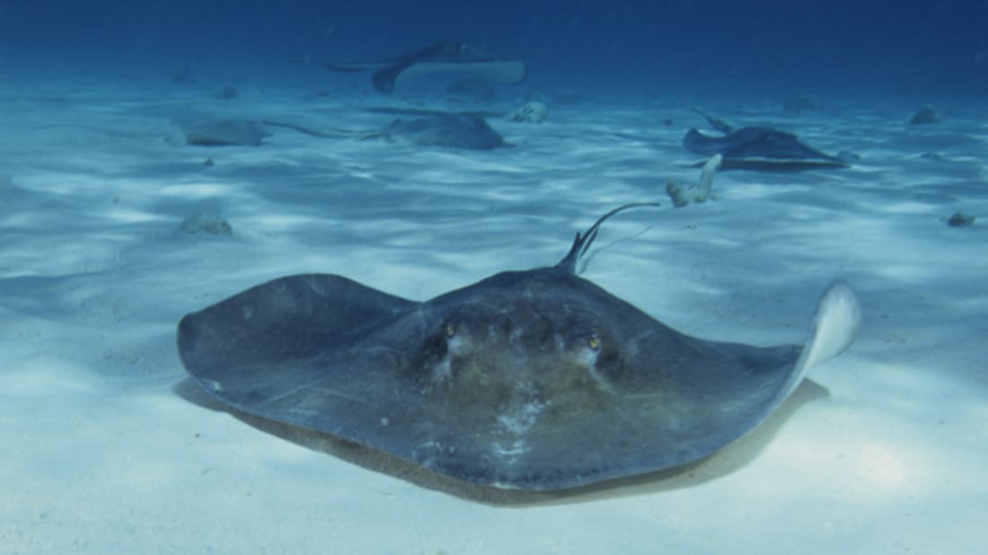 10 Stunning Facts About Stingrays