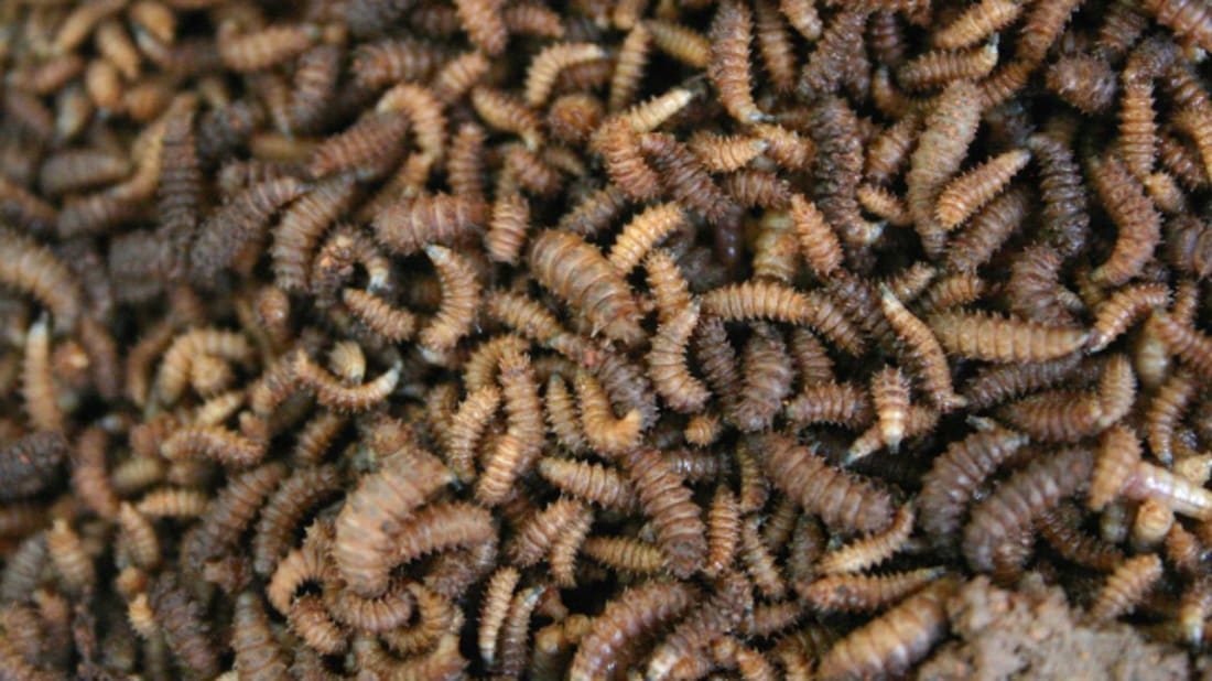 15 Facts About Maggots