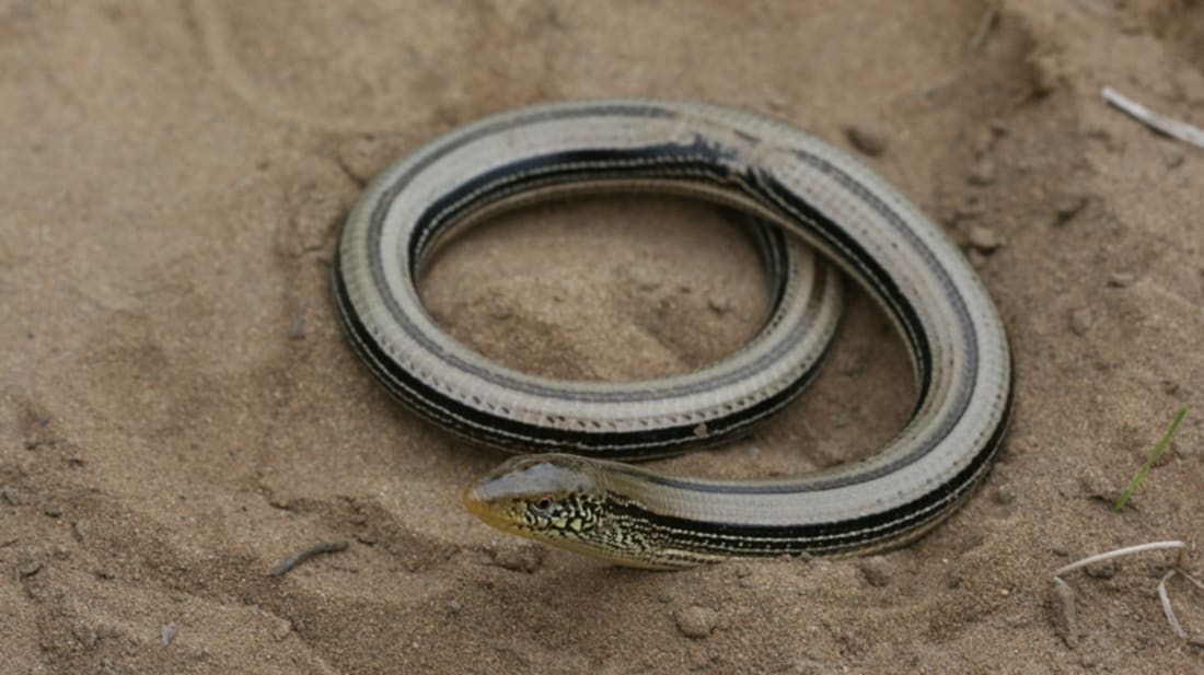 5 Differences Between Snakes and Legless Lizards