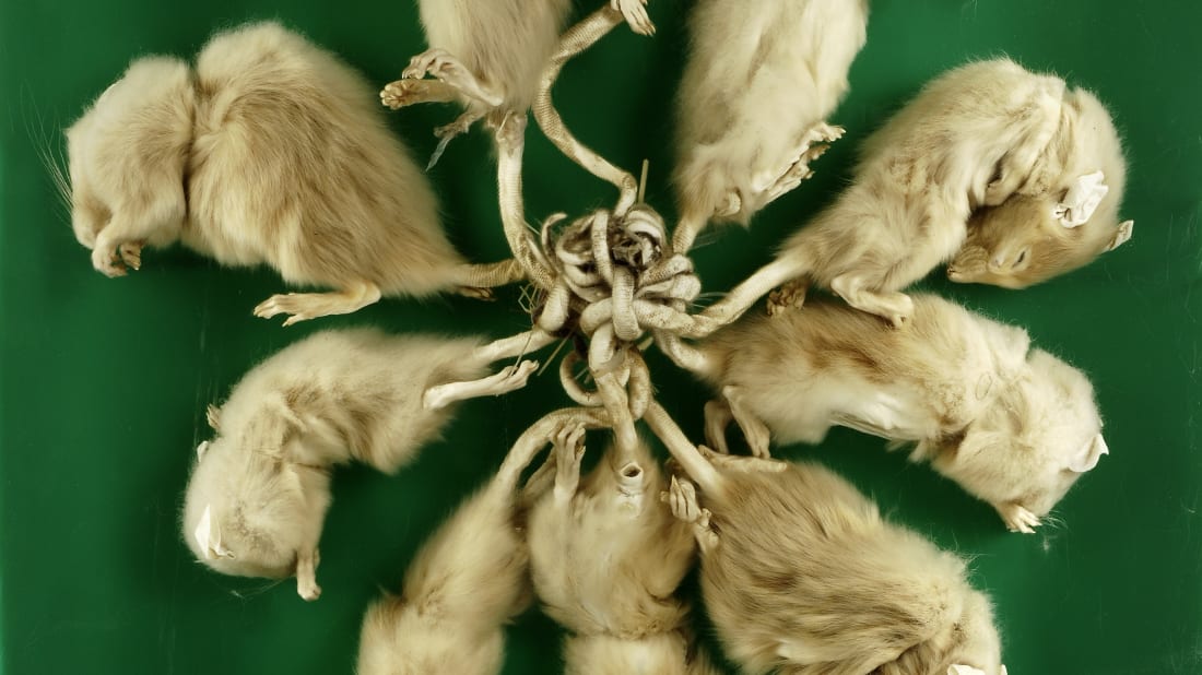 An (Almost) Comprehensive History of Rat Kings