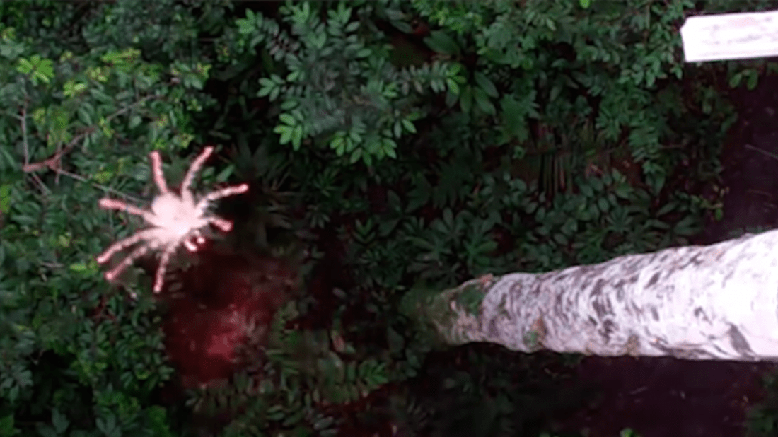 This Skydiving Spider Can Target You From Above