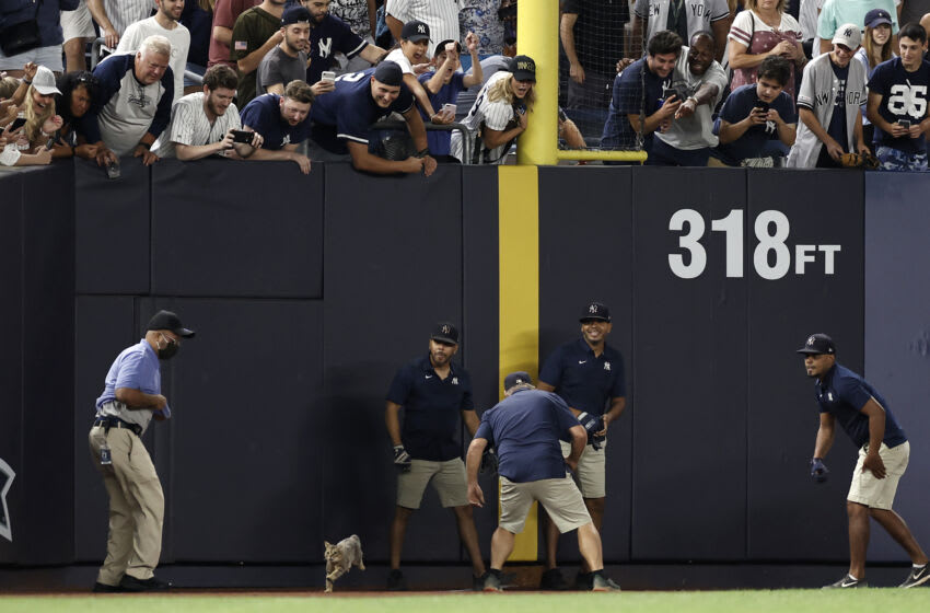 New York Yankees: Cat on field at Yankee Stadium steals the show (Video)