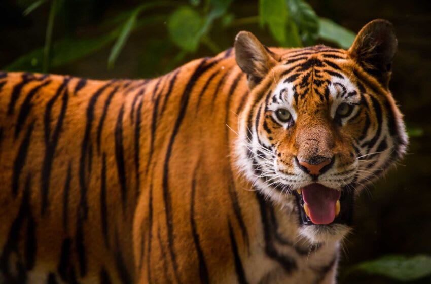 Clemson Football: Throwback Thursday – Stacy Long