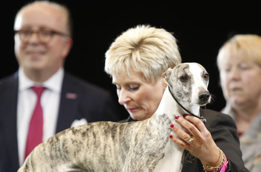 2020 AKC National Championship results: Who was victorious?
