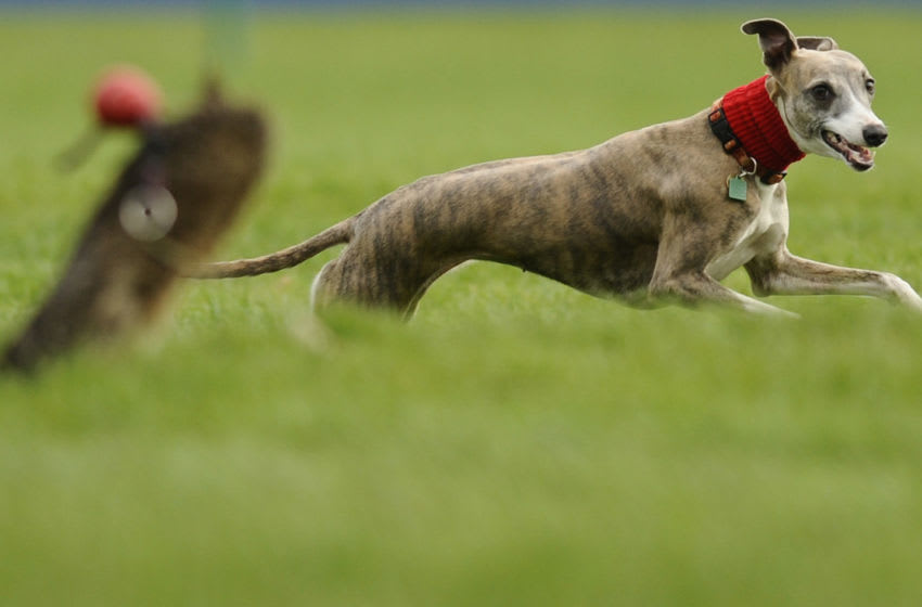 First-ever AKC Fast CAT Invitational coming to Orlando in December