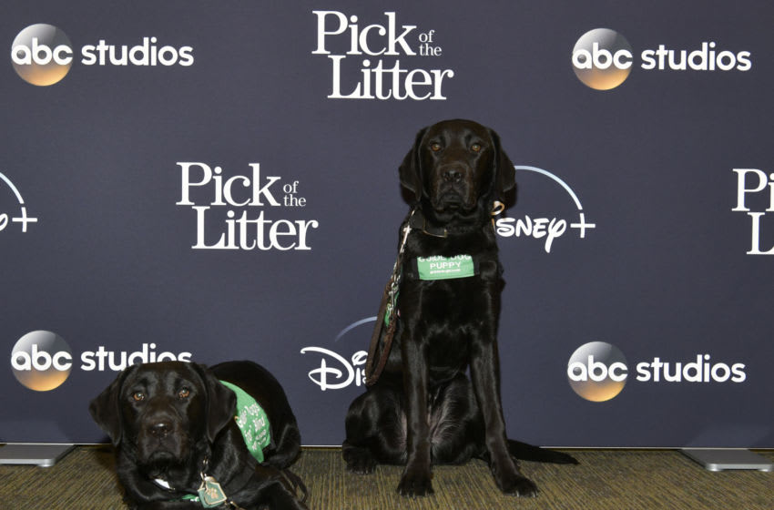 Southeastern Guide Dogs most popular dog names