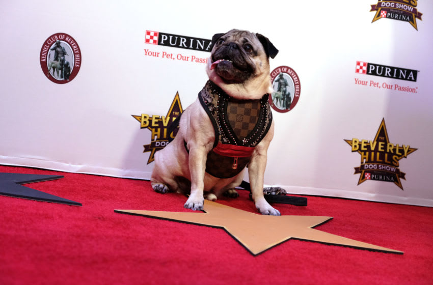 Connected Movie marks the acting debut of social media star Doug the Pug