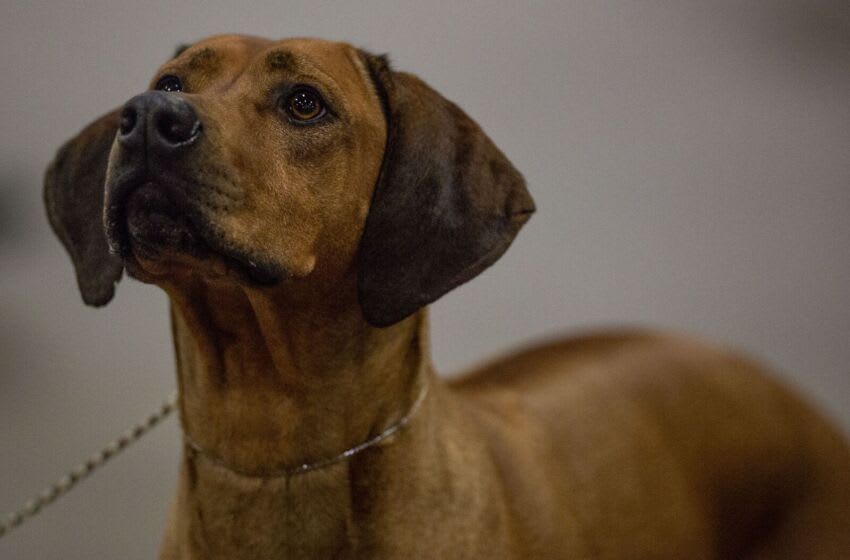 Celebrate 420 safely with Rover’s tips for you and your dog