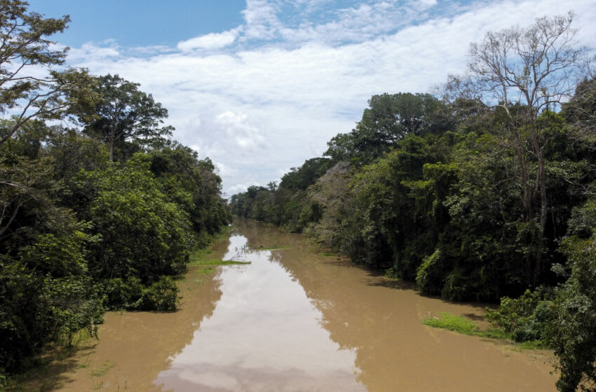 Ever heard of a bush dog?