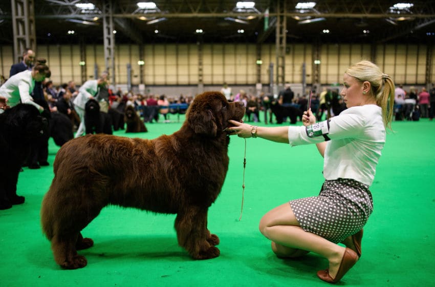 Breeds 101: Meet the Newfoundland