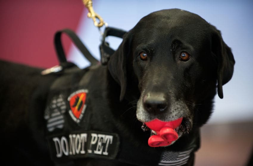 TSA Dogs that failed the course are now up for adoption in Texas – and ...