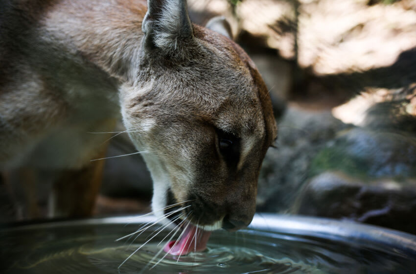 A special look at Messi, the domestic Puma