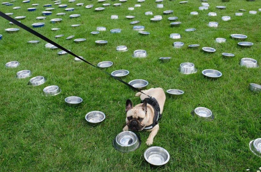 Specialty dog bowl for traveling makes going on the road with your pup ...