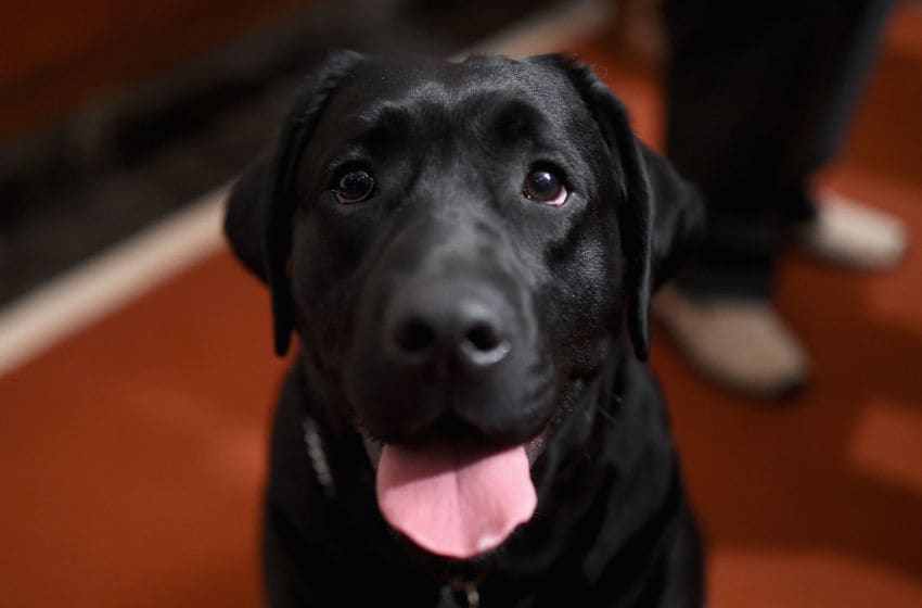 August dog movie roundup: Alpha and A-X-L among standouts