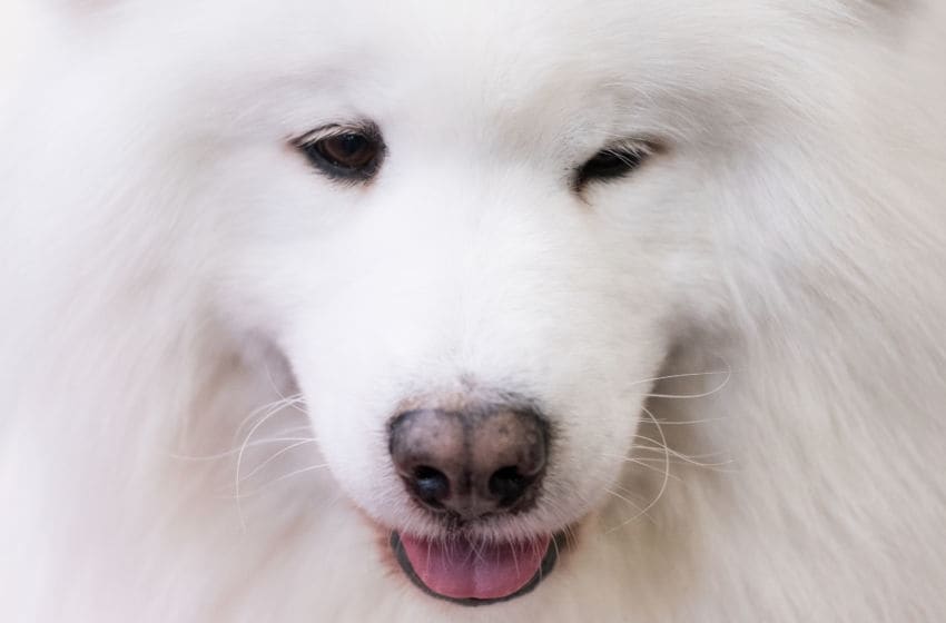 ASMR Dog, Maya, is back with a new video featuring a coconut