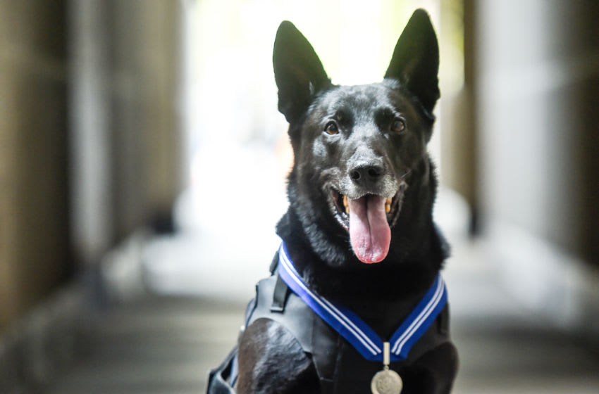 White House guard dog wins award for protecting Obamas
